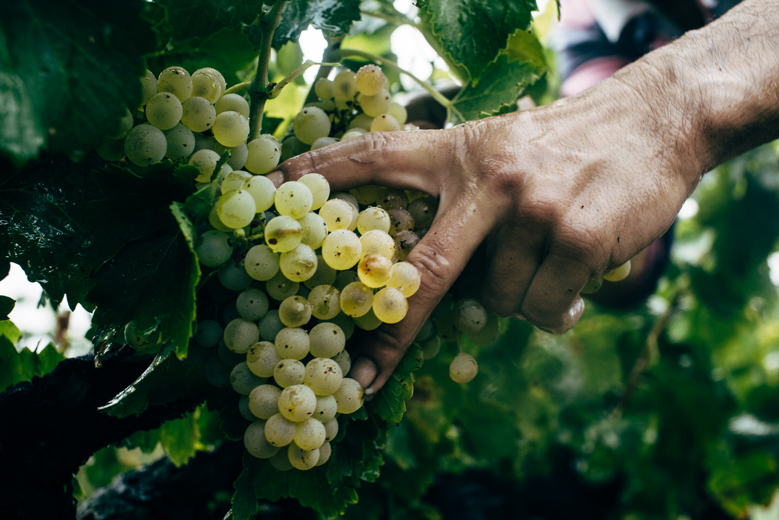 Fermentation-malolactique-en-quete-de-profondeur-viognier